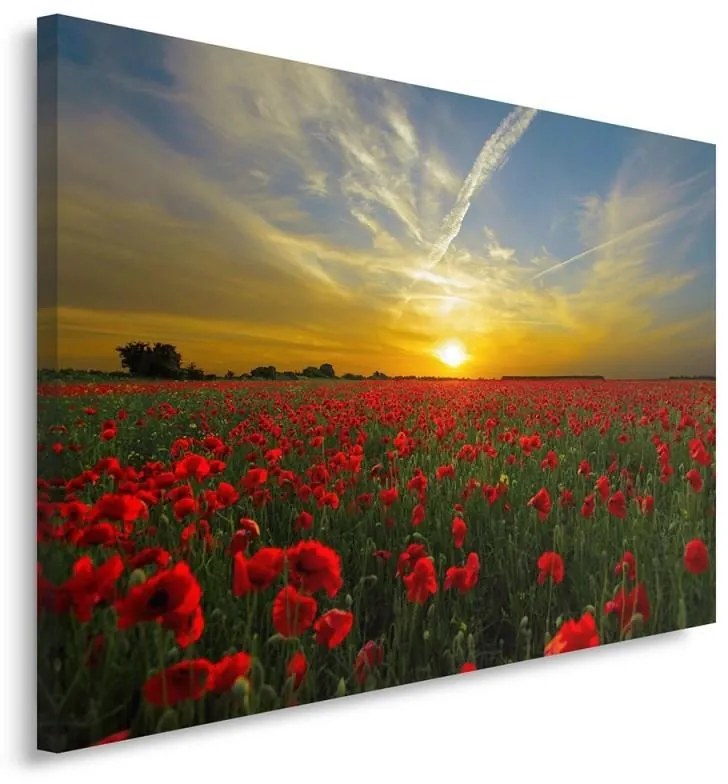 CARO Obraz na plátně - Poppies At Sunset 80x60 cm