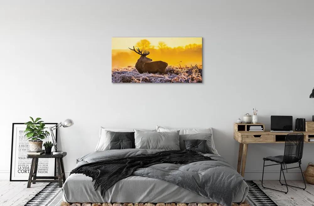 Obrazy na plátně Jelen zimní slunce 100x50 cm