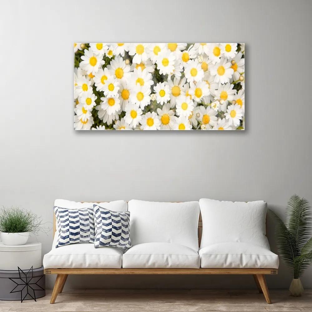 Obraz na skle Sedmikrásky Květiny 140x70 cm
