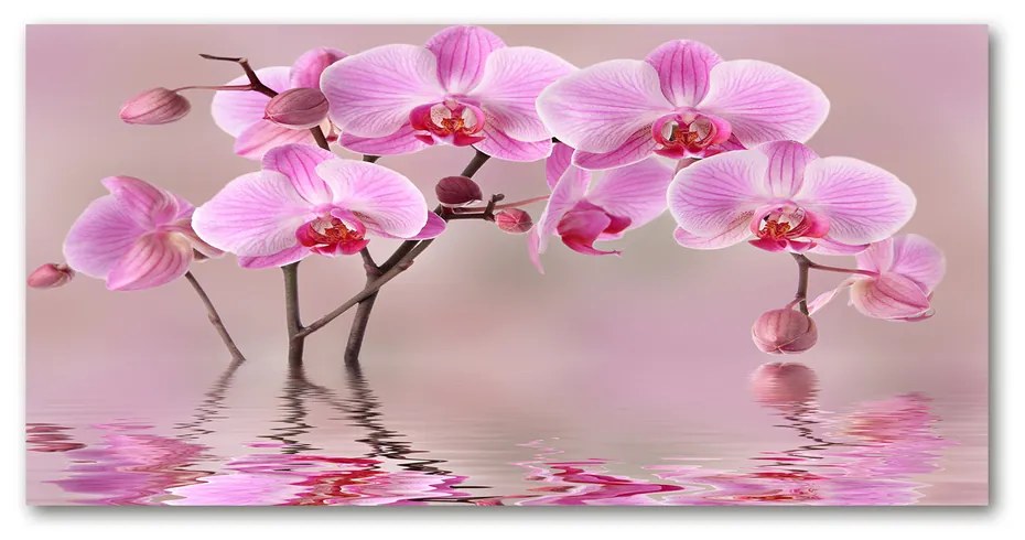 Wallmuralia Foto obraz akrylový do obýváku Růžová orchidej 120x60 cm