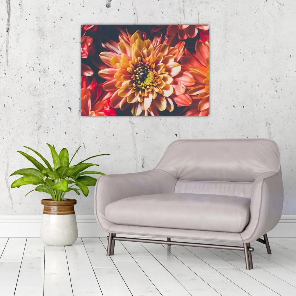 Skleněný obraz - Chryzantémy (70x50 cm)