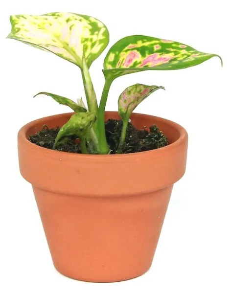 Pokojová rostlina Aglaonema Red zirkonia, průměr 6 cm