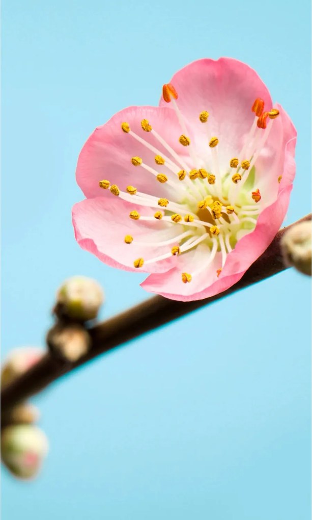 Komar Vliesová fototapeta Peach Blossom 150 x 250 cm