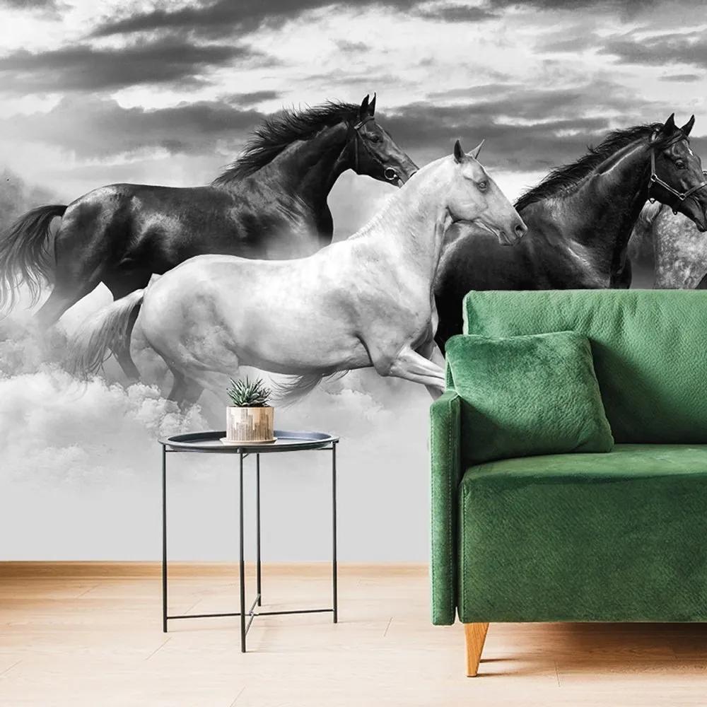 Tapeta běžící koně černobílá - 150x100 cm