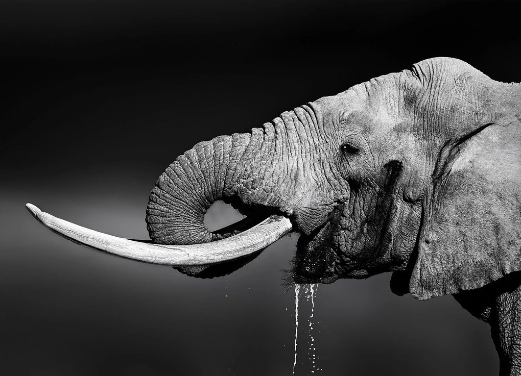 Malvis ® Tapeta Pijící slon Vel. (šířka x výška): 216 x 140 cm