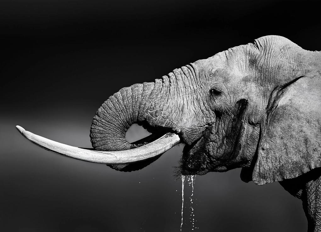 Malvis ® Tapeta Pijící slon Vel. (šířka x výška): 432 x 290 cm