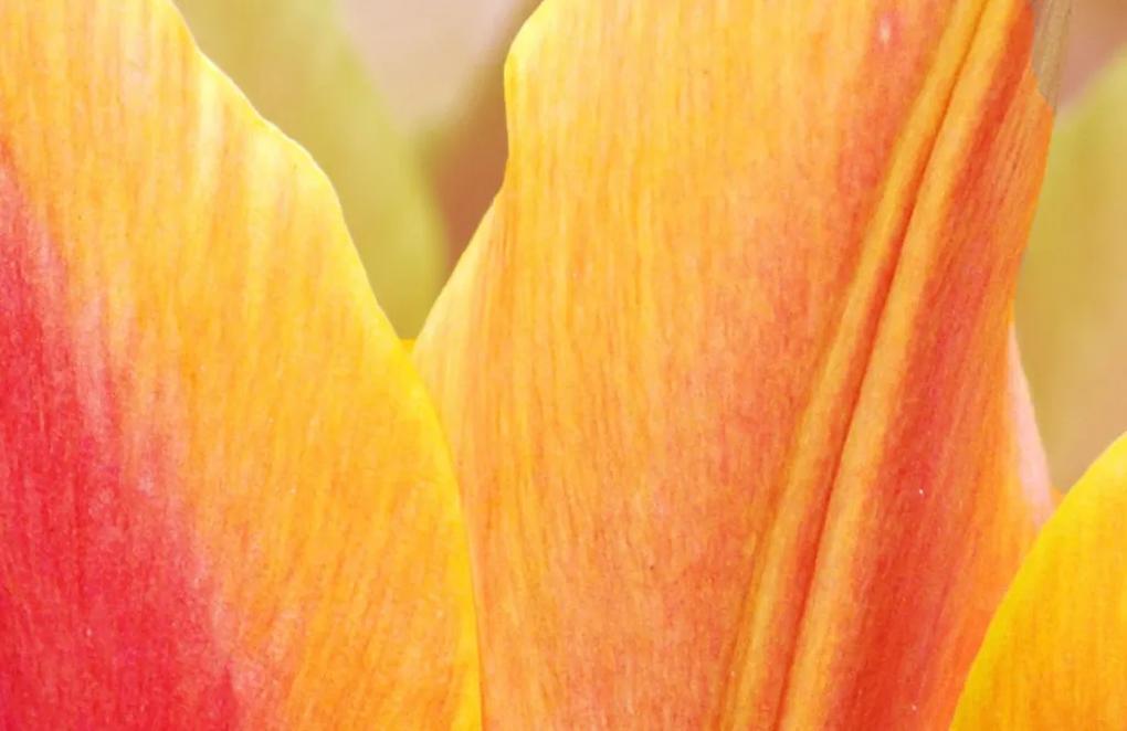 Vícedílný obraz tulipán Velikost (šířka x výška): 120x80 cm
