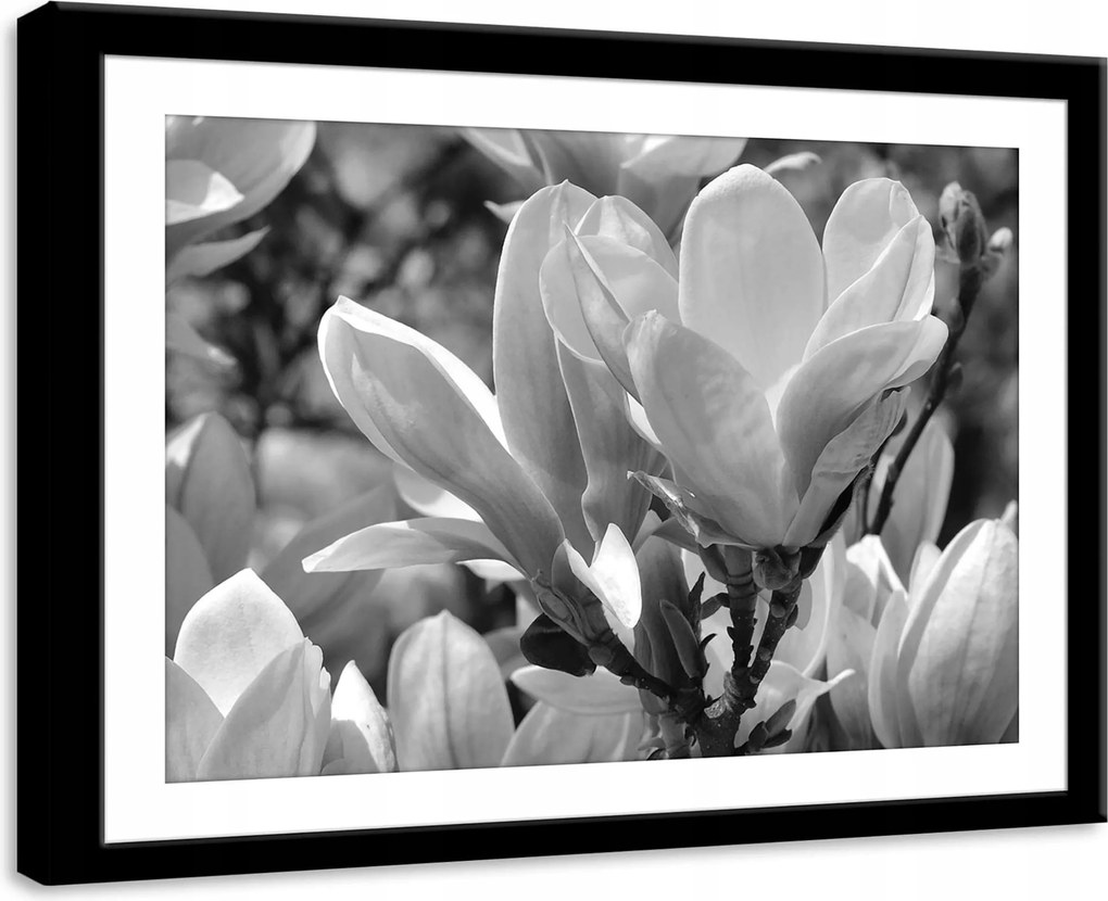 Obraz 70x50 Magnolie květiny černobílé přiblížení flóra příroda klid