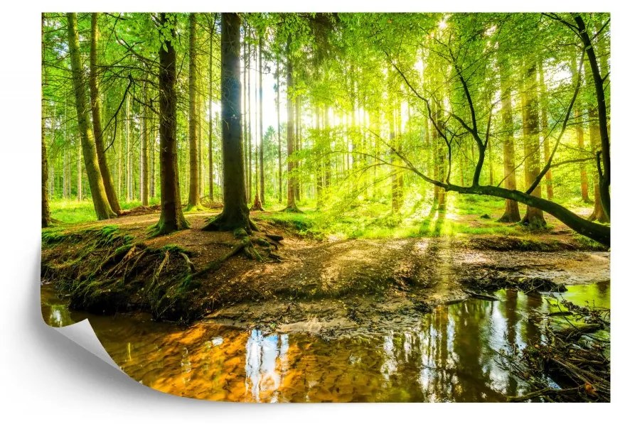 Fototapeta Krásná Lesní Krajina Na Jaře V 3D Efektu Omyvatelný vlies 180x120