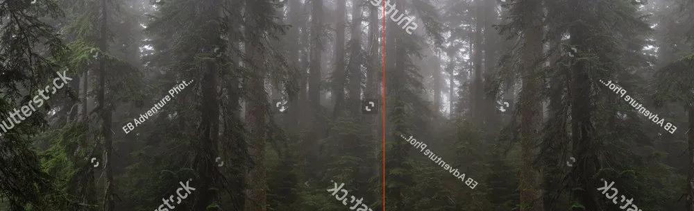 Fototapeta Jehličnatý les 840 x 255 cm