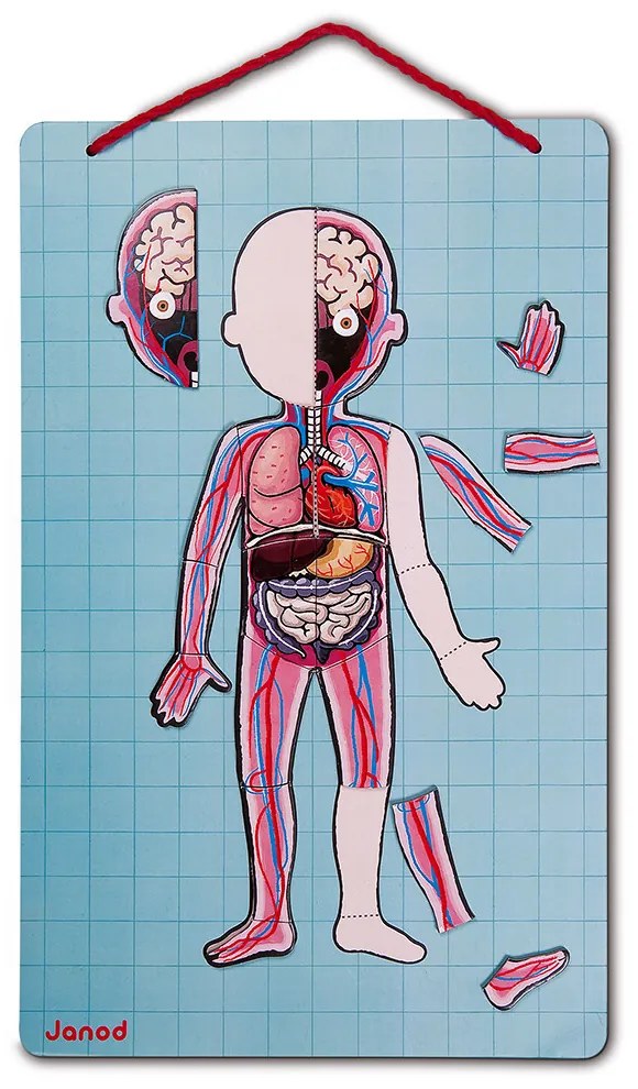 Magnetická tabule - lidské tělo