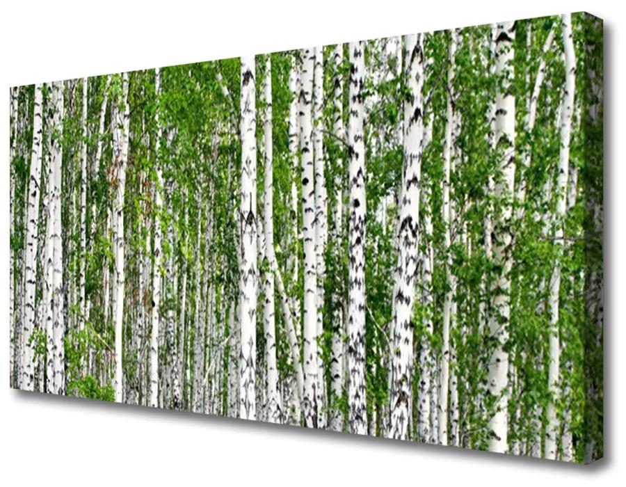 Obraz na plátně Bříza Les Stromy Příroda 100x50cm