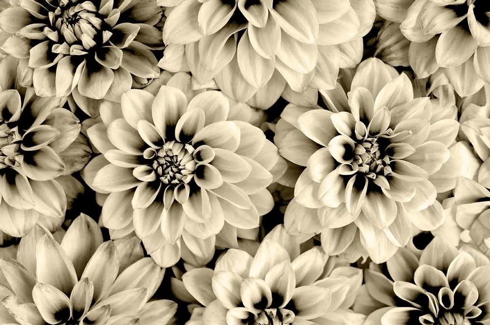 Samolepící fototapeta květiny dálí v sépiovém provedení - 225x150 cm