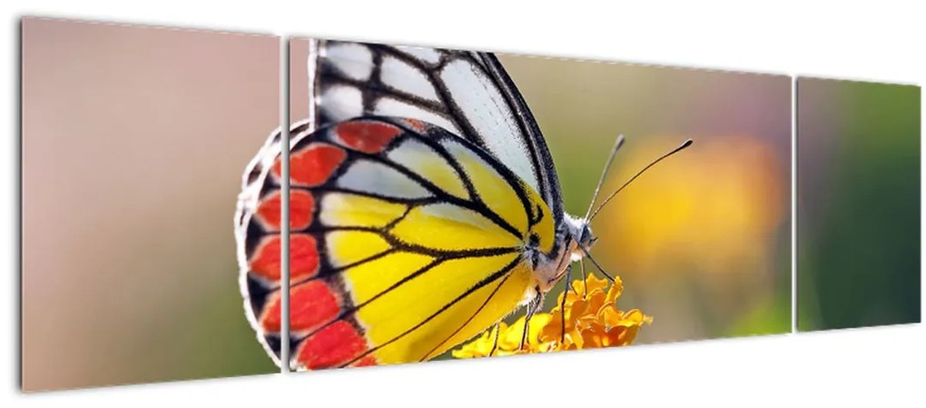 Obraz motýla na květu (170x50 cm)