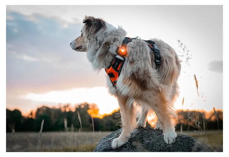 LED světlo na obojek Amber – Orbiloc