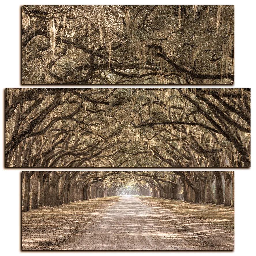 Obraz na plátně - Historické dubové stromy lemované polní cestou - čtverec 3239FD (105x105 cm)