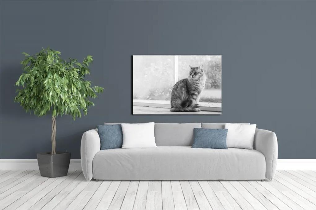 Černobílý obraz  kočka Velikost (šířka x výška): 120x80 cm