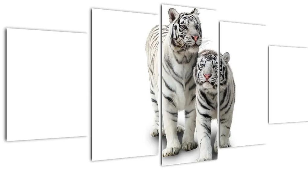 Tygr bílý - obraz