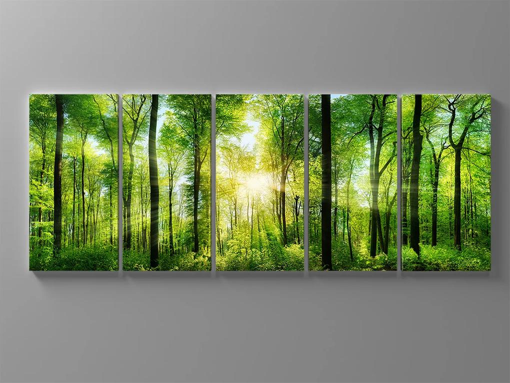 Liox Obraz prosluněný zelený les Rozměr: 200 x 80 cm