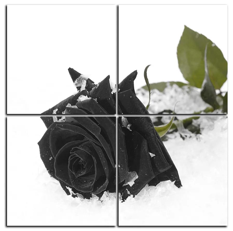 Obraz na plátně -  Růže na sněhu - čtverec 3103QD (60x60 cm)