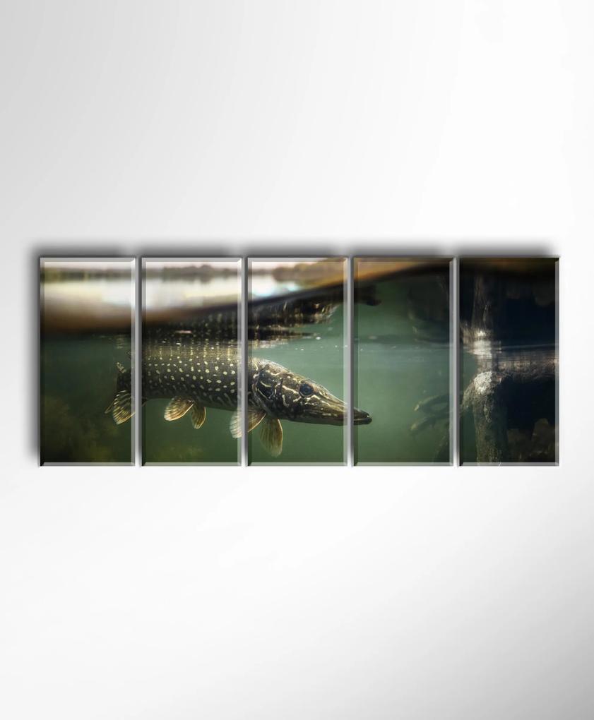 Malvis ® Obraz Štika pod vodou ROZMĚR (šířka x výška): jednodílný obdélník 150x60 cm