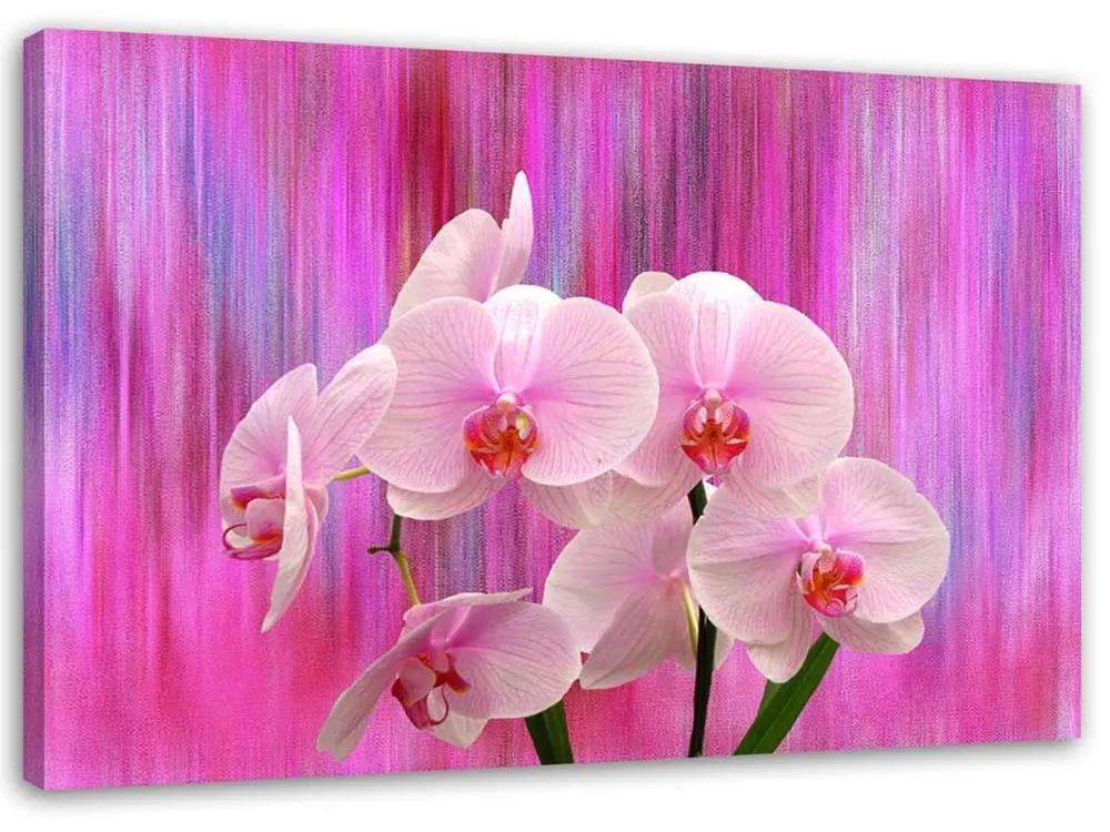 Obraz na plátně Orchidej růžová Přírodní rostliny - 100x70 cm