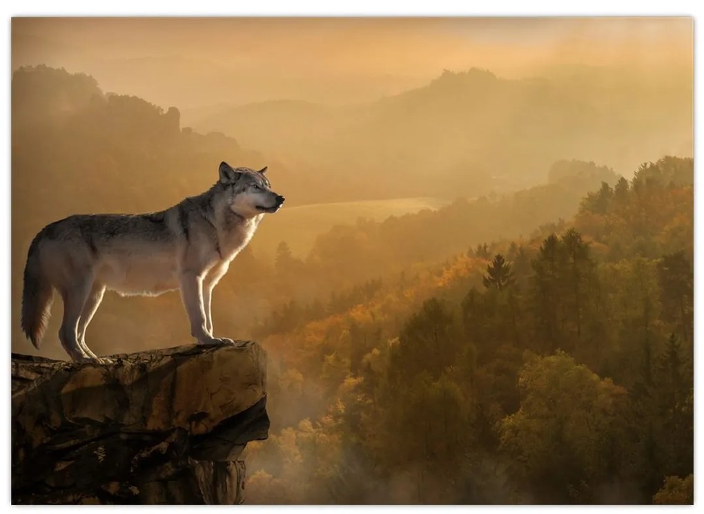 Obraz vlka na skále (70x50 cm)