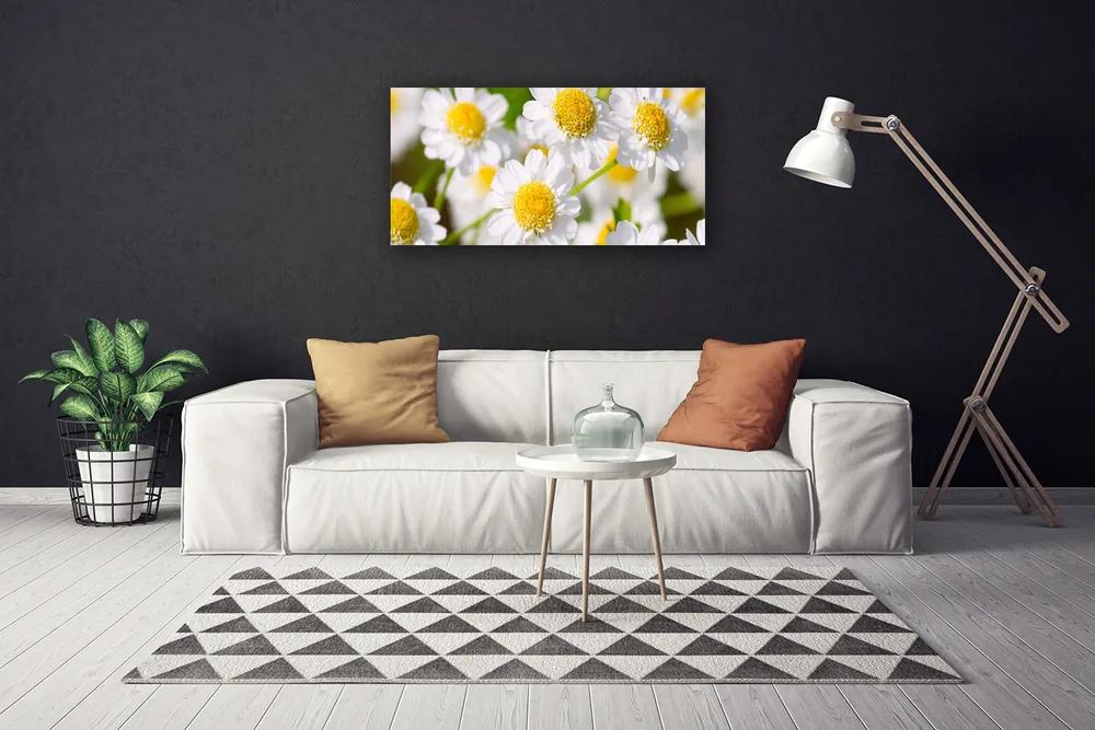 Obraz na plátně Květiny Sedmikráska Příroda 125x50 cm