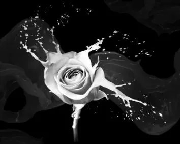 Černobílá růže - 40 x 50 cm
