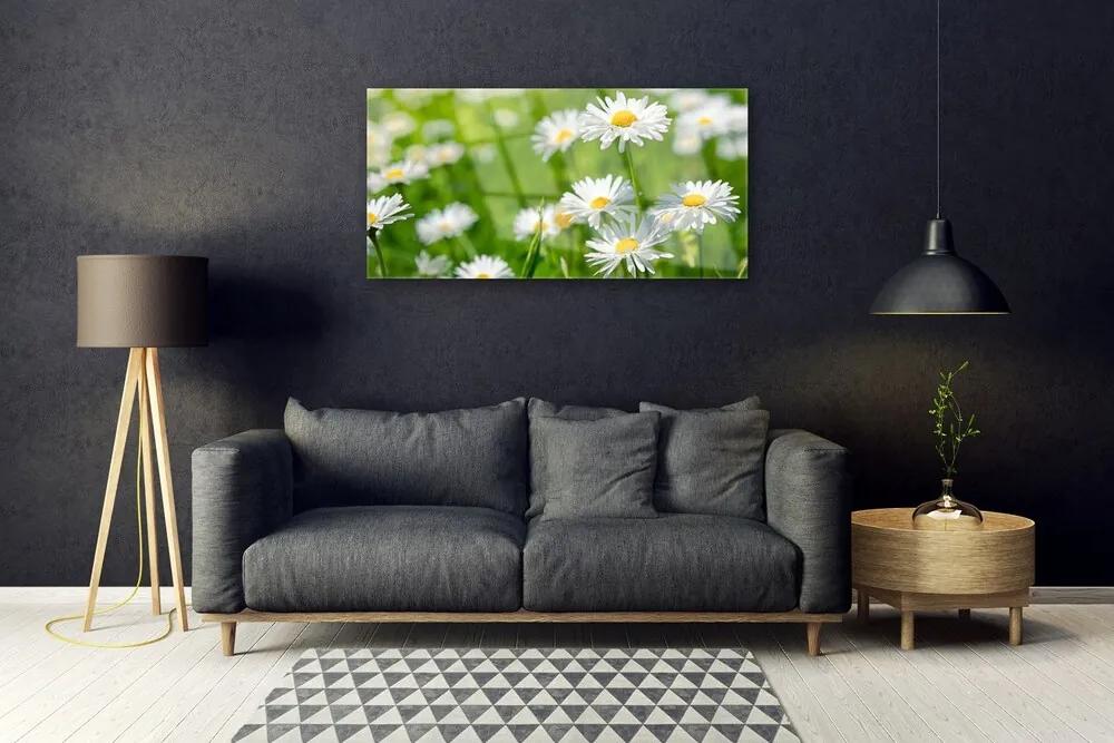 Obraz na skle Sedmikráska Květ Rostlina 125x50 cm