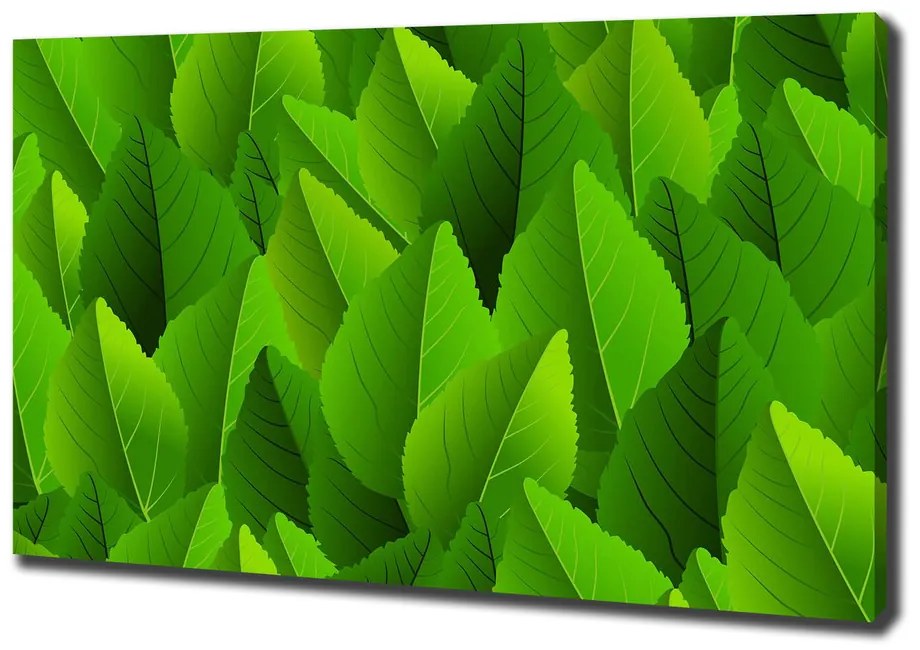 Wallmuralia Foto obraz na plátně Zelené listí 100x70 cm