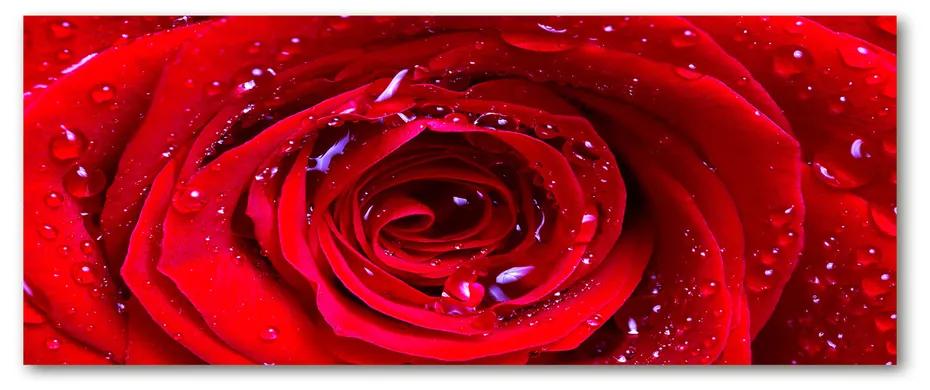 Wallmuralia Moderní akrylový fotoobraz Květ růže 125x50 cm