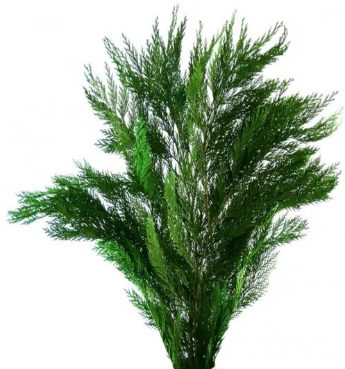 Thuja 30 - 60 cm