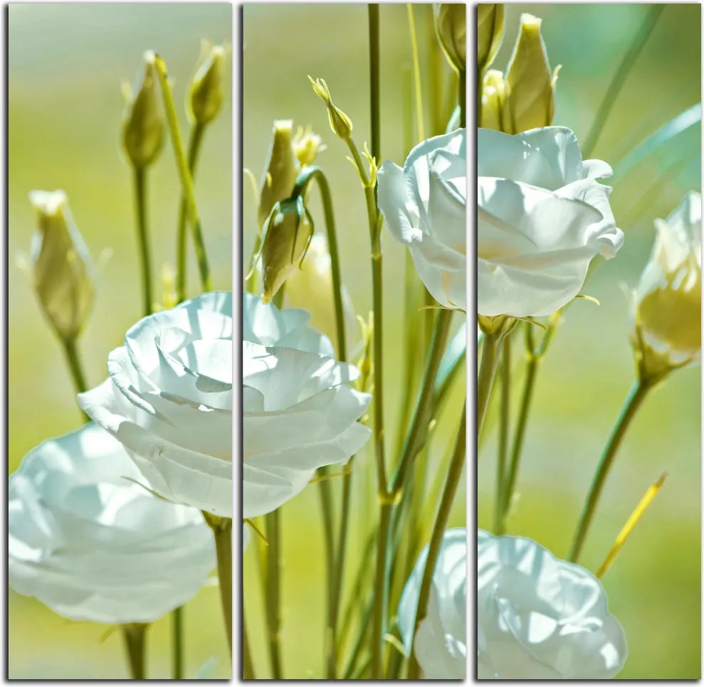 Obraz Bíle květy , vícedílný