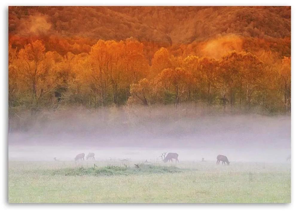 Obraz na plátně Mlžný les - 60x40 cm