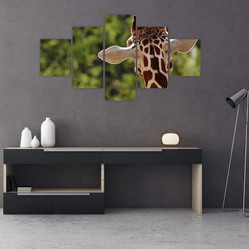 Obraz žirafy zezadu (125x70 cm)