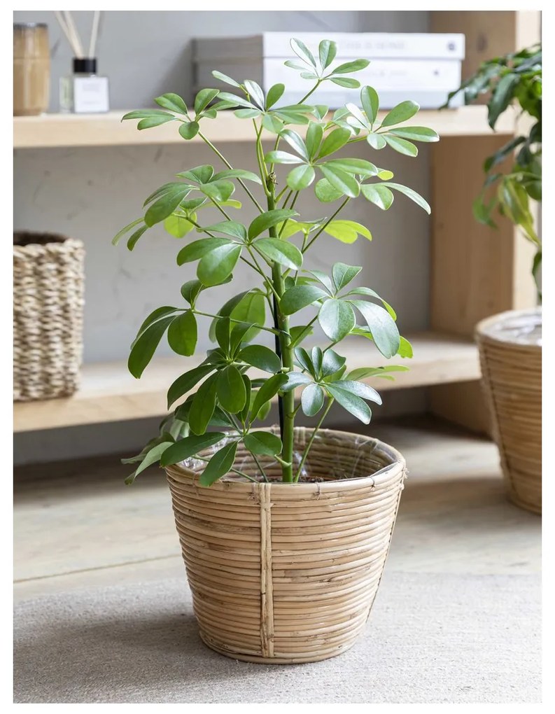 Ratanový obal na květináč Mayfield 20 cm Garden Trading