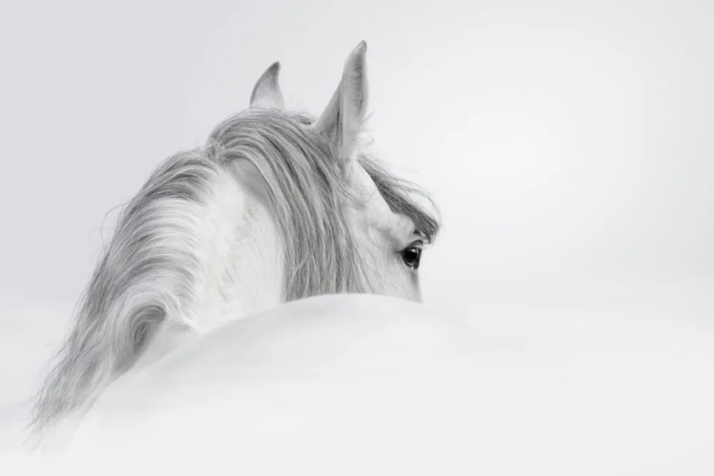Vícedílný obraz Andaluský Kůň V Mlze Nedostatek Nedostatek Plátno Canvas 120x80