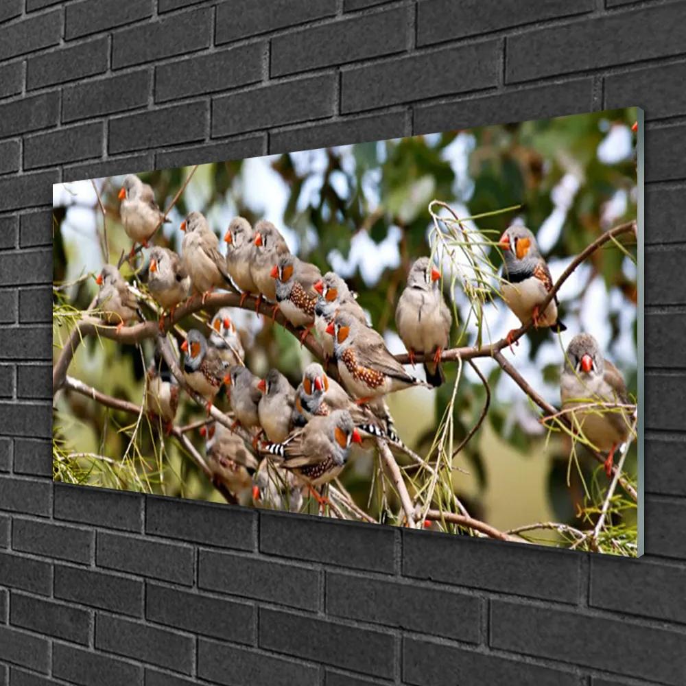 Obraz na skle Ptáci Zvířata 120x60 cm