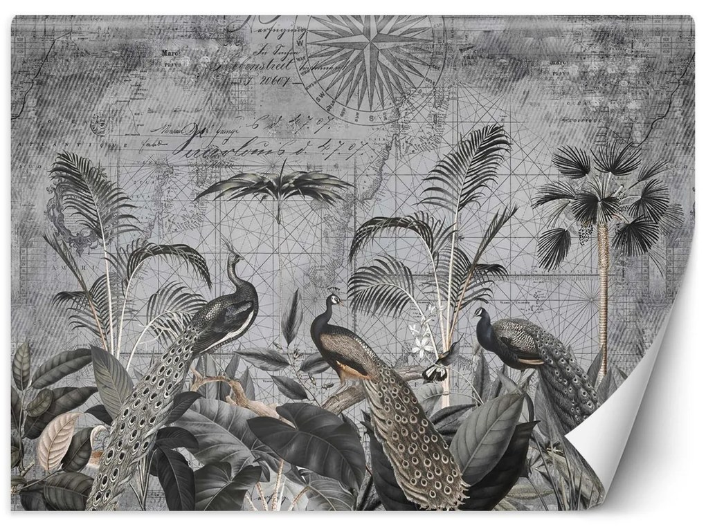 Gario Fototapeta Pávy v tmavěšedých tropech - Andrea Haase Materiál: Vliesová, Rozměry: 200 x 140 cm
