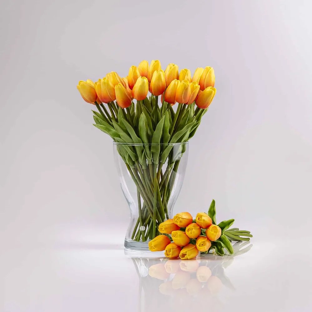 Rozkošný tulipán IVONA