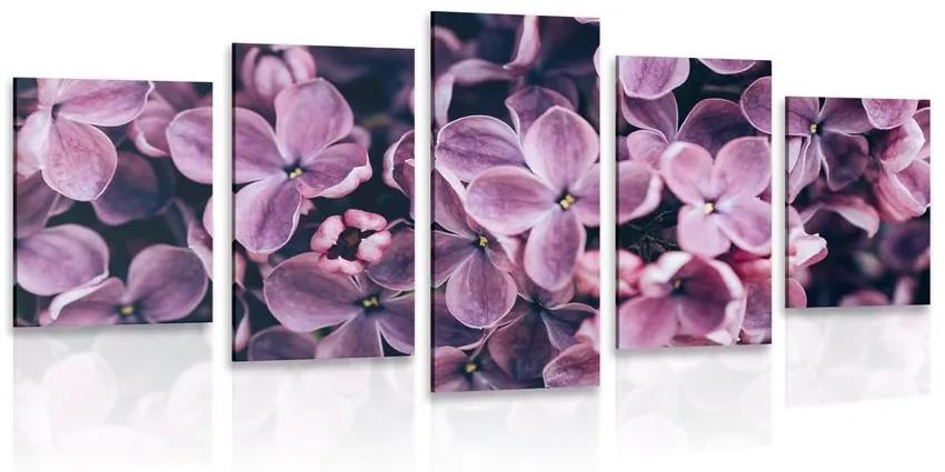 5-dílný obraz fialové květy šeříku Varianta: 100x50