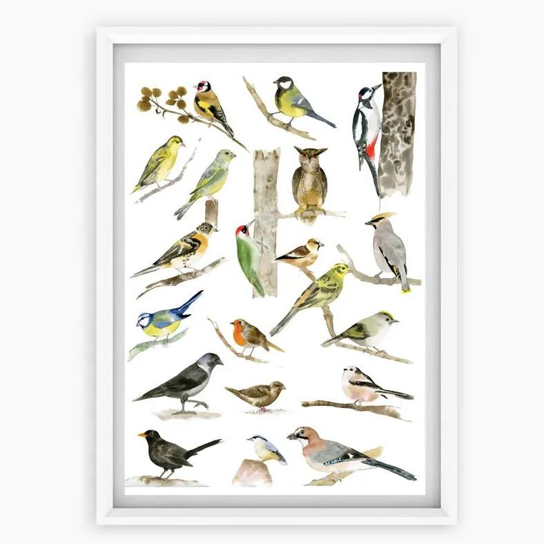 MANKAI Paper Plakát Ptáčci z našich krmítek A4, modrá barva, zelená barva, žlutá barva, oranžová barva, béžová barva, papír
