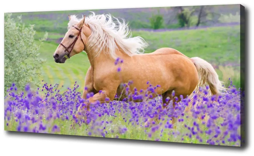 Wallmuralia Foto obraz na plátně Kůň na poli levandule 100x50 cm
