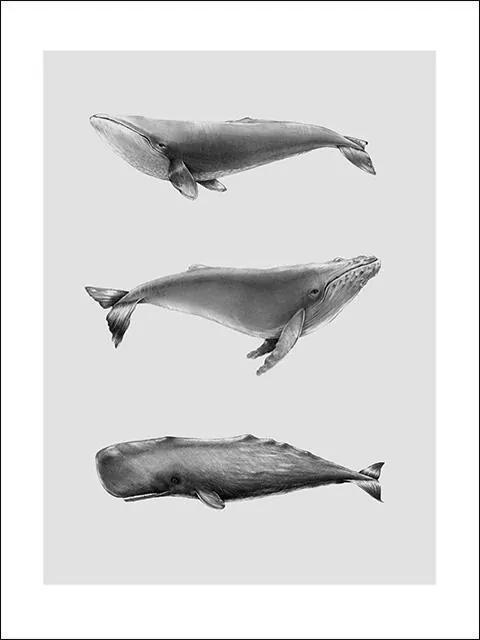 Magdalena Tyboni DESIGN Plakát Mini Killer Whale 30x40, černá barva, papír