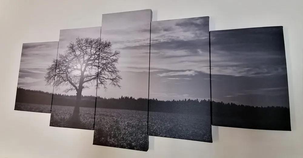 5-dílný obraz osamělého stromu v černobílém provedení Varianta: 200x100