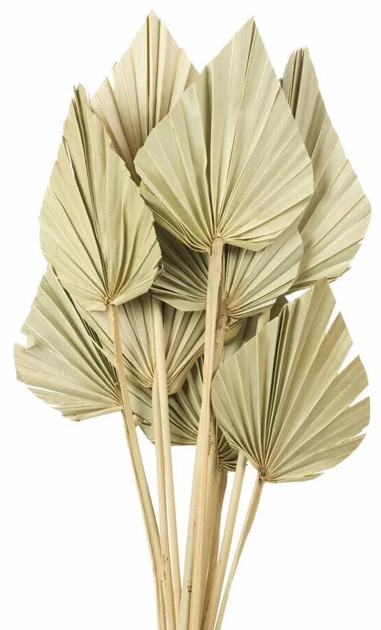palm spear mini natural (10 ks)
