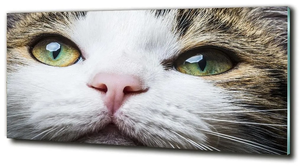 Fotoobraz na skle Zelené kočičí oči