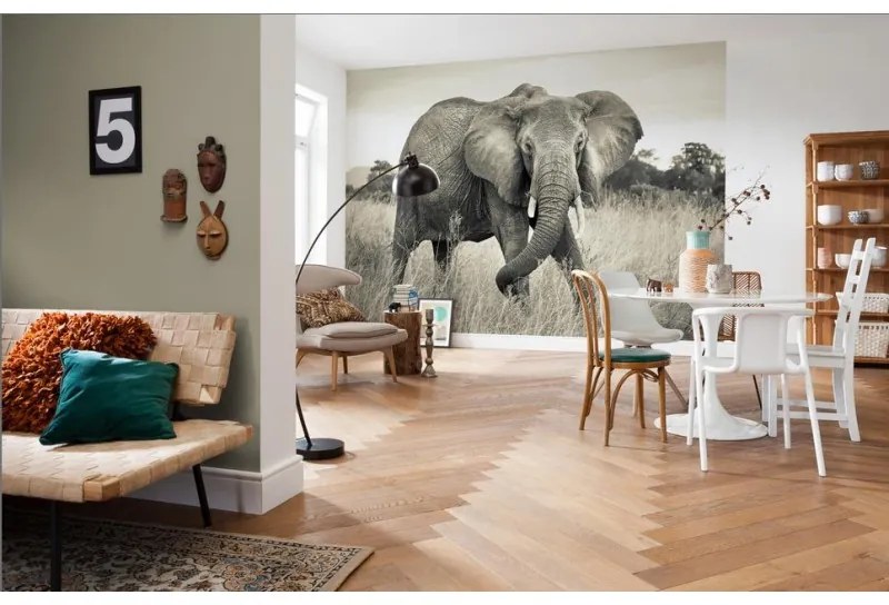 FOTOTAPETA ELEPHANT XXL4-529