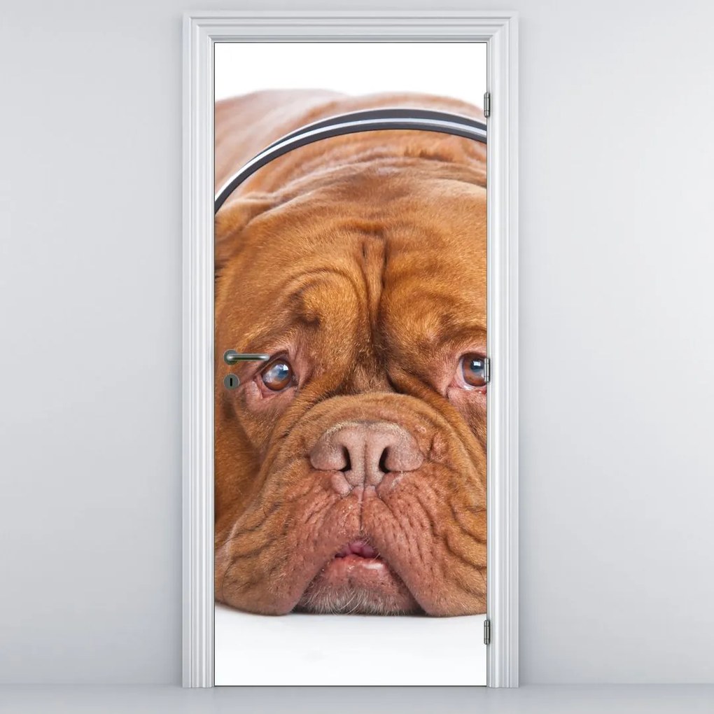 Fototapeta na dveře - Pes se sluchátky (95x205cm)